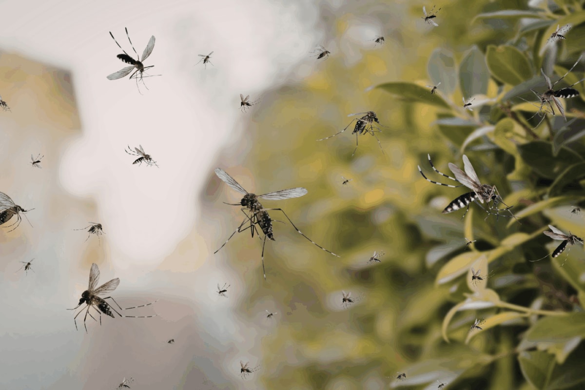 Google plans to release 64 million mosquitoes infected with Wolbachia ...