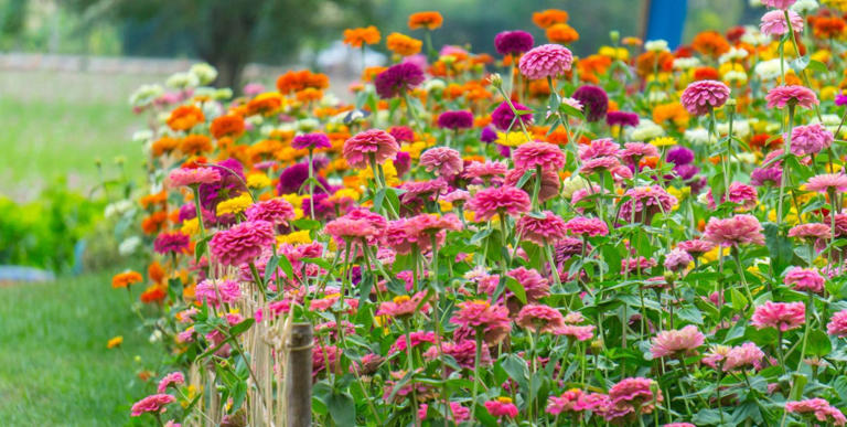 These 8 easy-care flowers will keep your vases full all season