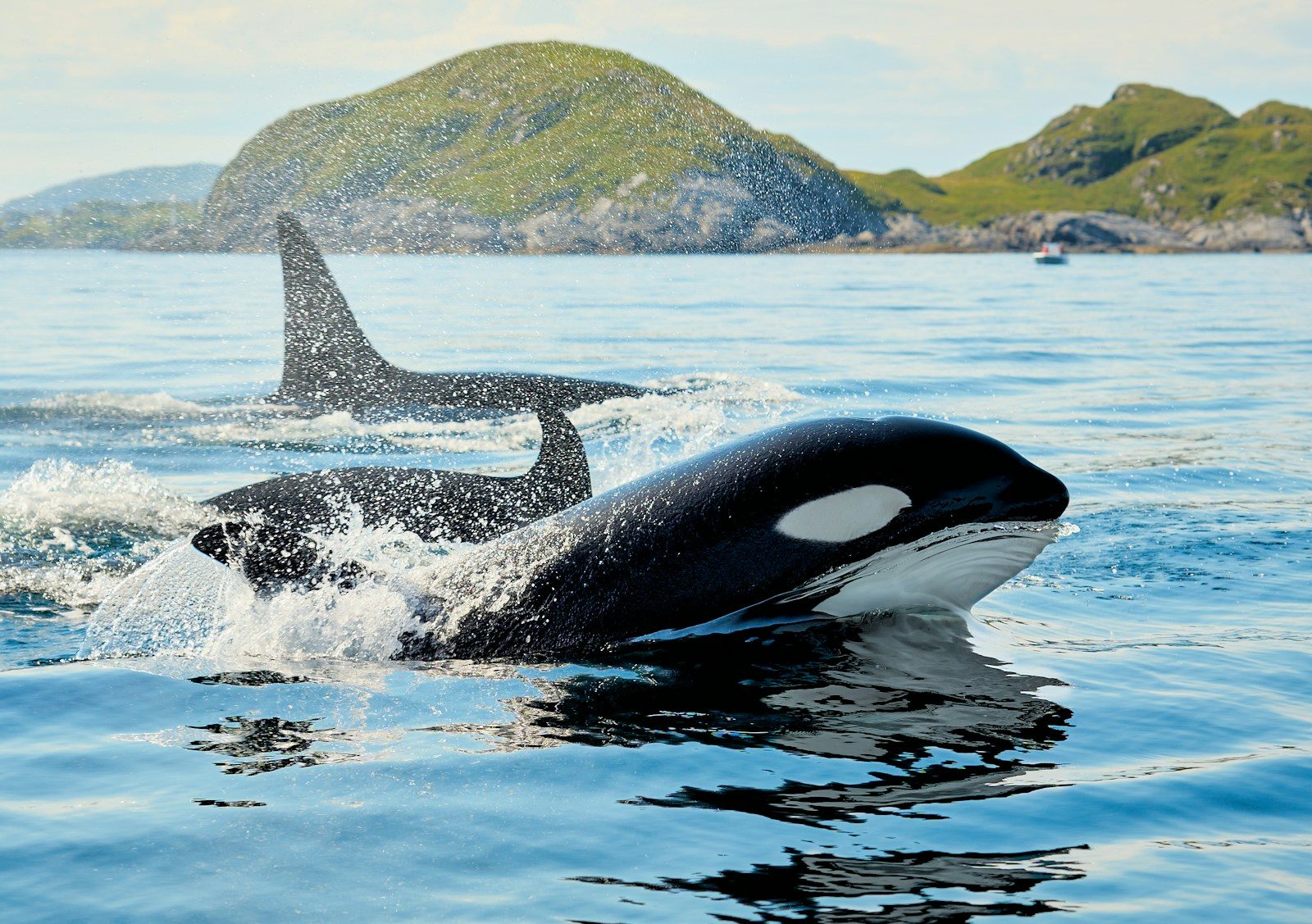 Video captures orca circling fishing boat before man jumps into the water