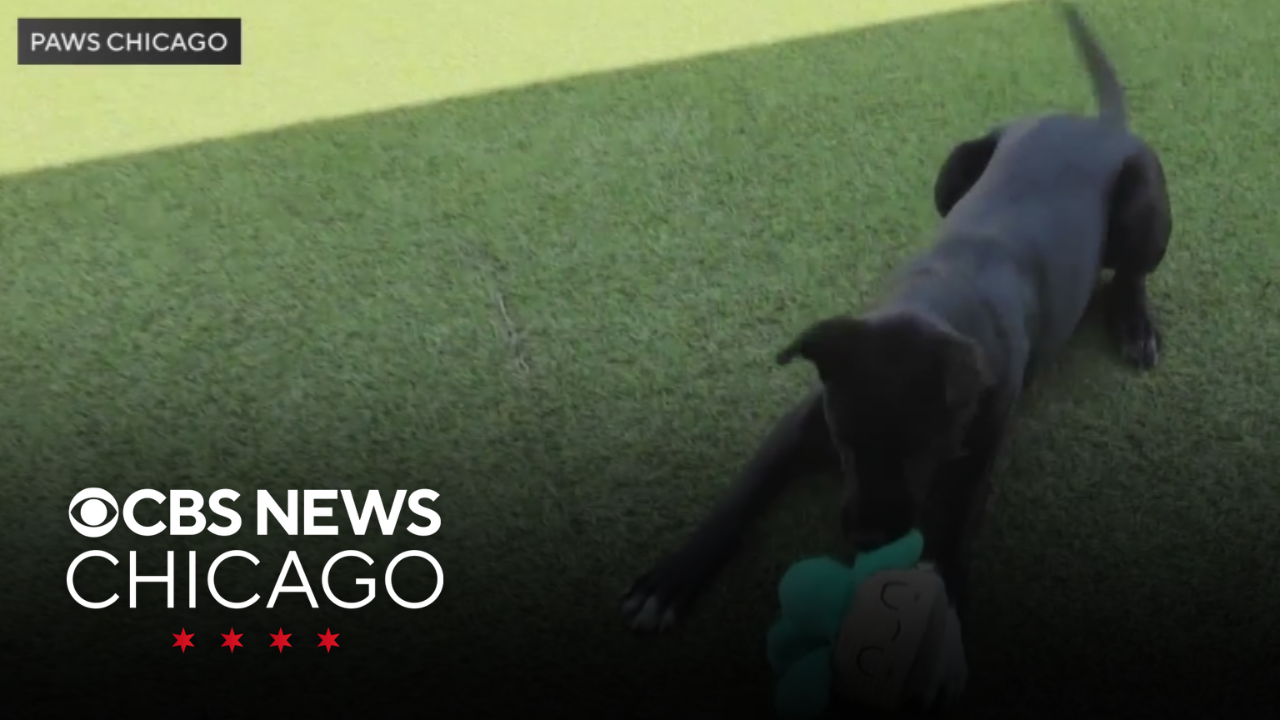 PAWS pet of the week: Popsicle