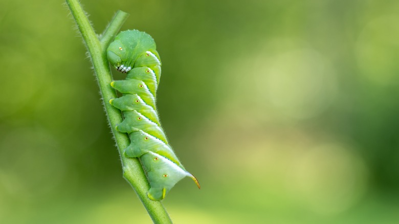 16 hacks for getting rid of pests in your vegetable garden