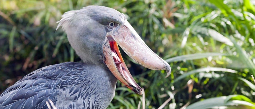 Birds that look more like dinosaurs, reptiles, and aliens