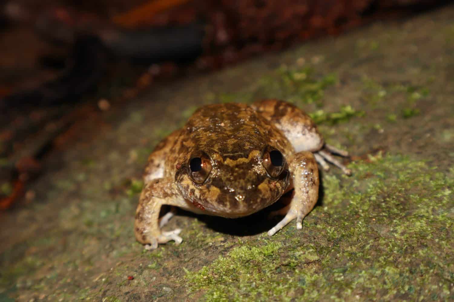 These frogs have fangs and hunt in pairs