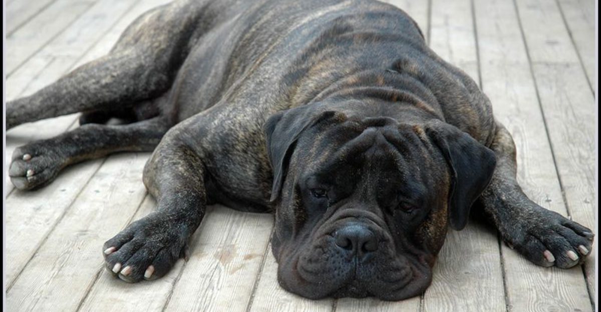 13 guard dog breeds that make intruders think twice and owners sleep easier