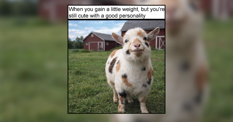 Sweet Pea precious farm life animals for slow scrolls in weekend