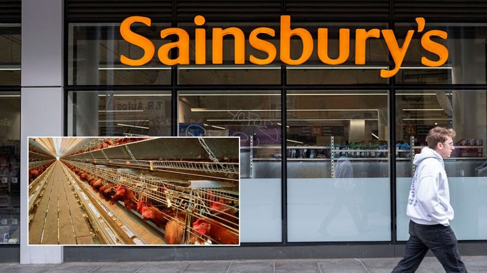 Sainsbury's accused of 'prioritising net zero over animal welfare' days ...