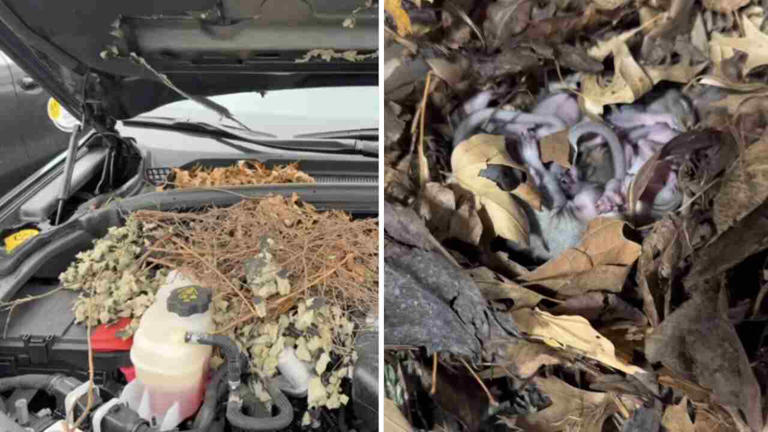 Video: Car stops working and surprises owner with a rodent nest under ...