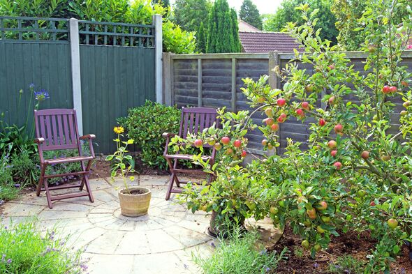 Popular bird will 'keep visiting' your garden if you leave broccoli for it