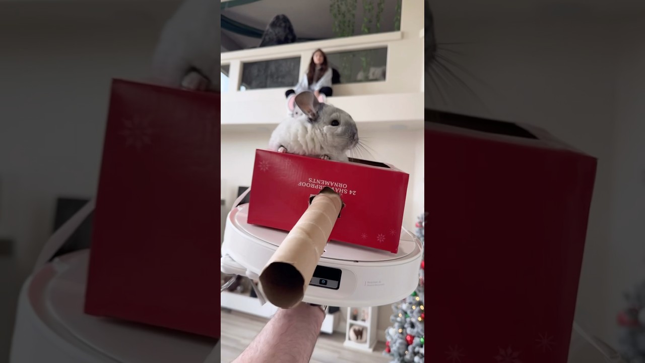 Chinchilla takes the throne