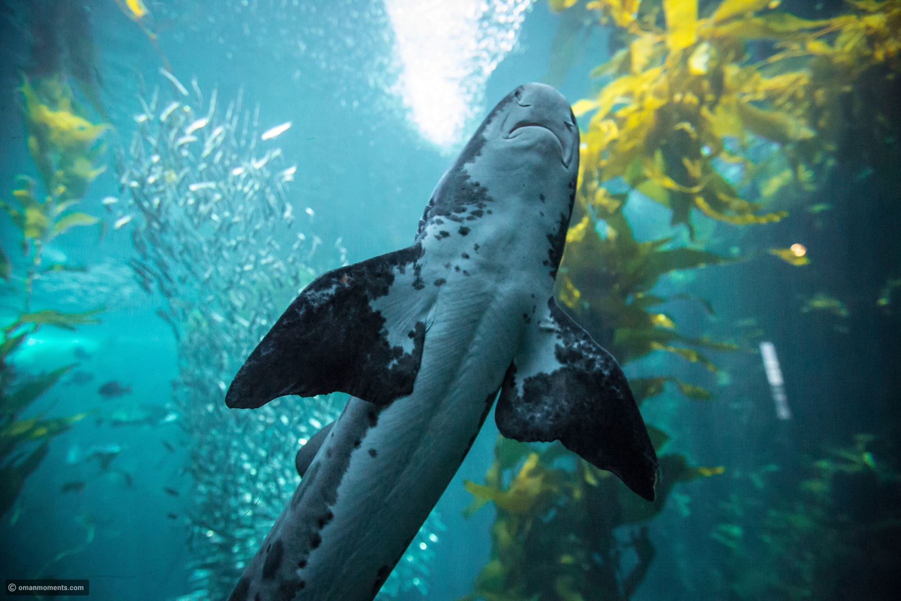 Ocean giants 9 incredible facts about the world's largest fish