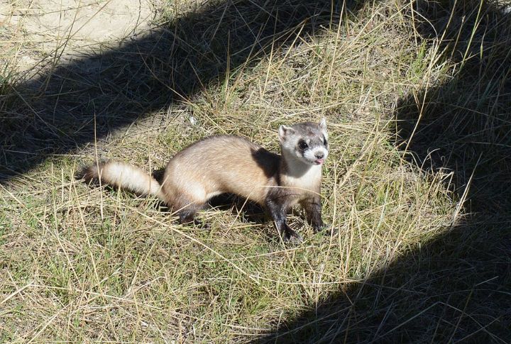 Meet the small predators making a big impact on US ecosystems