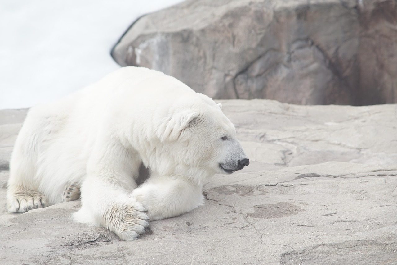 7 animals that could disappear by 2030