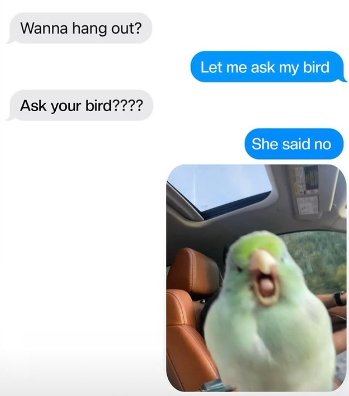 ‘Polly wants a cracker’: A perch of parrot memes mimicking everyday ...