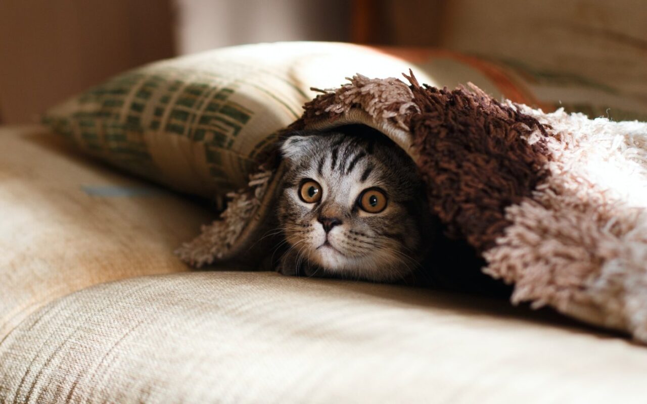 First the purr. Then the bite. Your cat isn’t being difficult — here’s ...