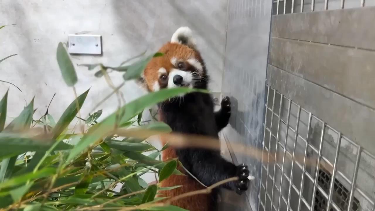 Red pandas arrive in Taipei from China in first cross-Strait zoo ...