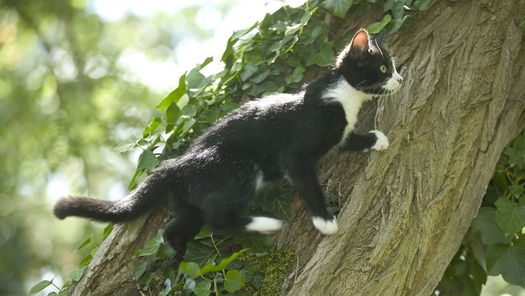 Keeping your indoor cat joyfully engaged every day