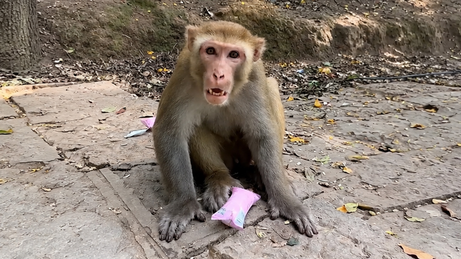 A hungry monkey refuses to share its favorite treat