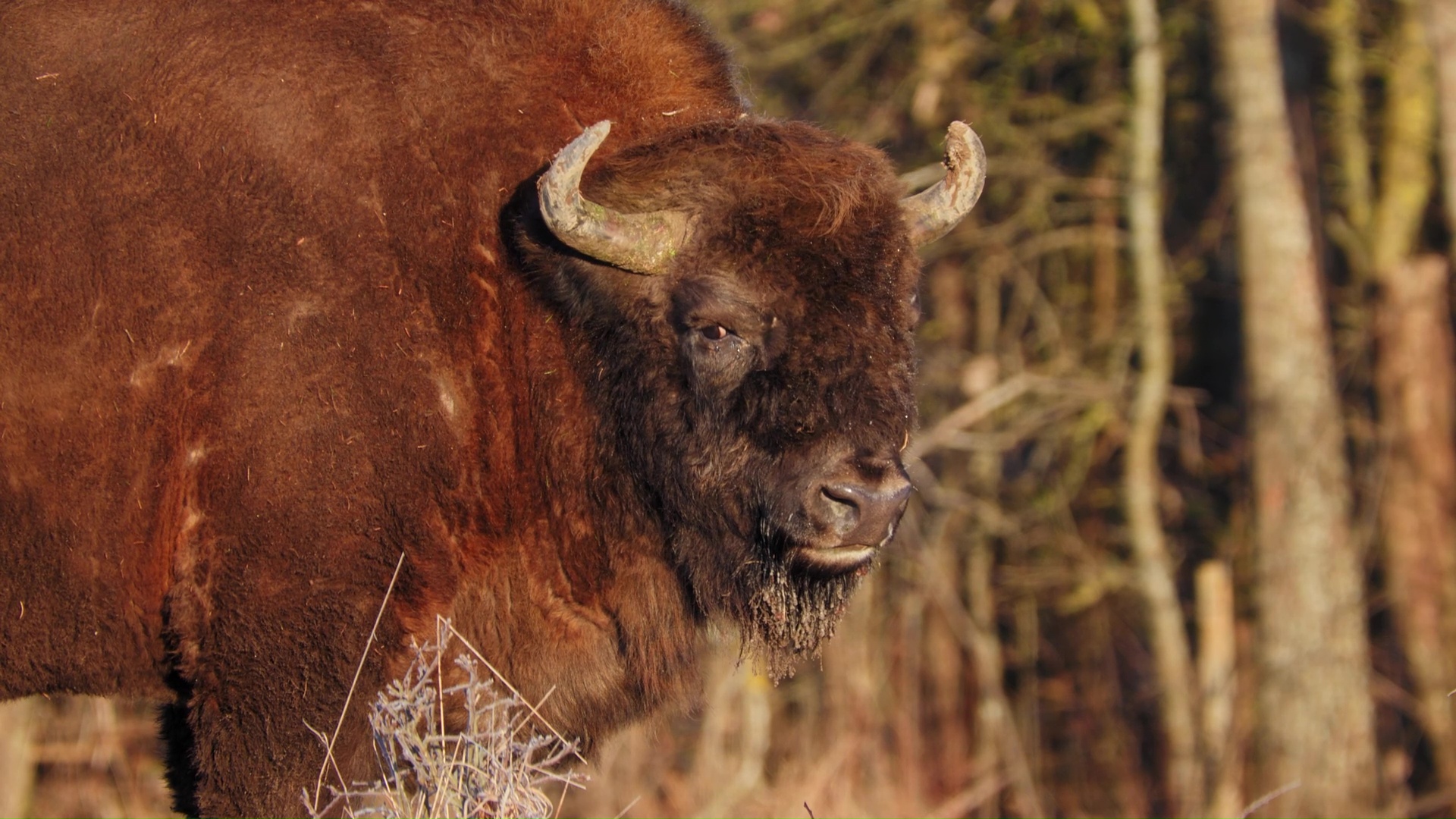 Massive wild bison stands guard over his territory