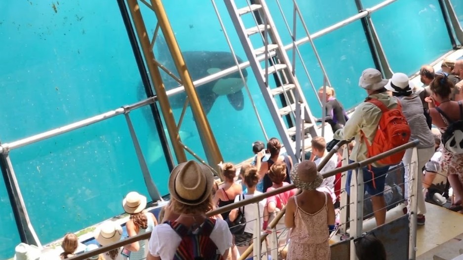 200 people watched as the orca dragged him underwater - and cameras ...