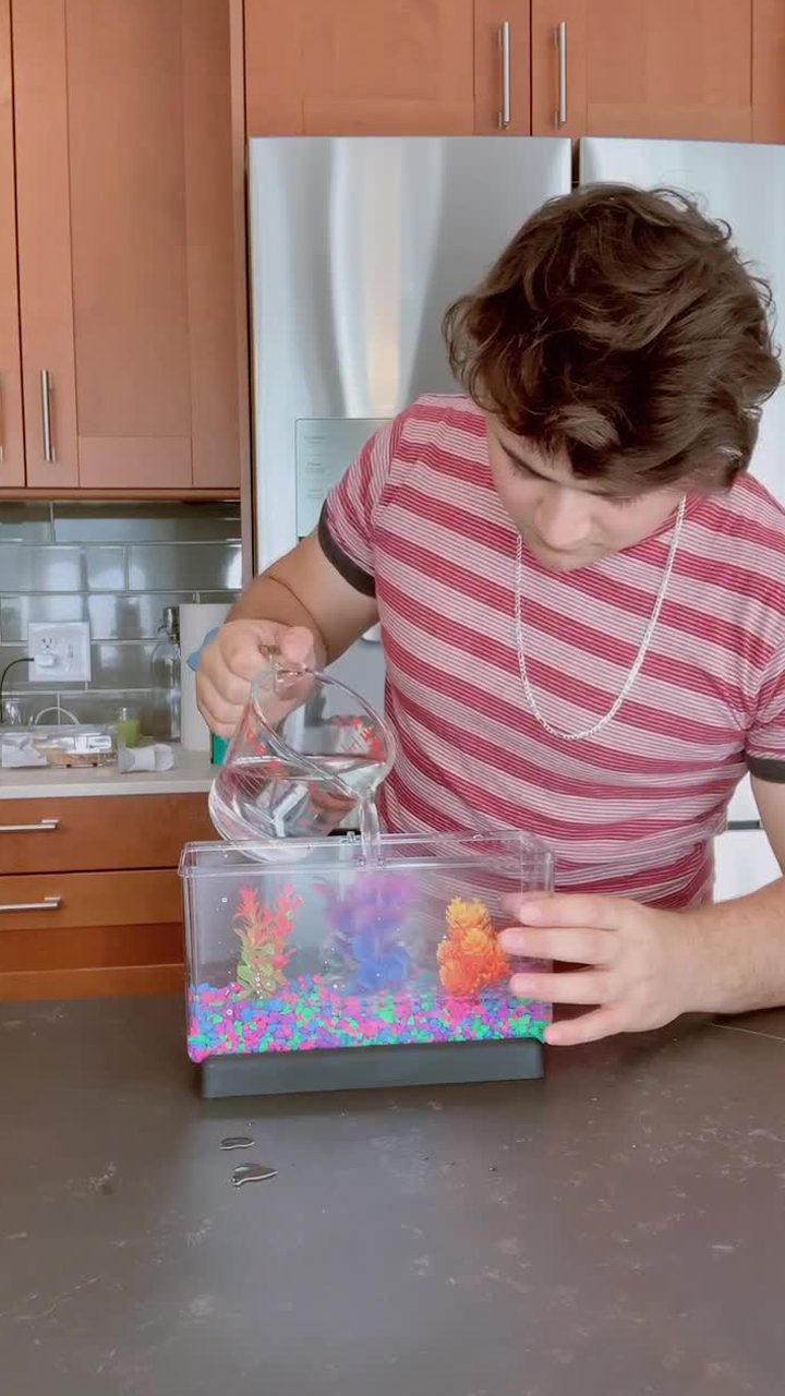 Sea Monkeys growth experiment | New home transfer moment