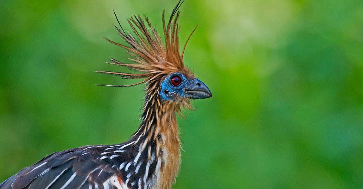 Birds that look more like dinosaurs, reptiles, and aliens