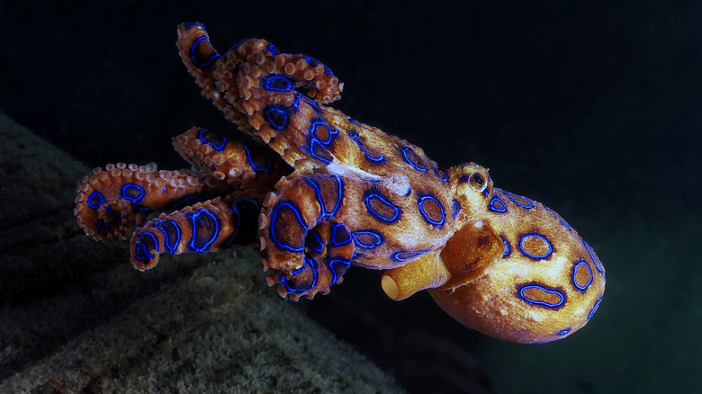 The most dangerous creatures you need to steer clear of in Fiji