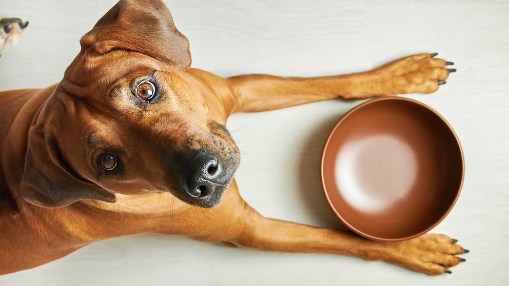 Does your dog gulp down food? Expert offers tips on what really helps