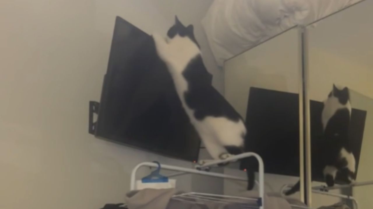 Curious cat climbs TV and leaves it slightly askew
