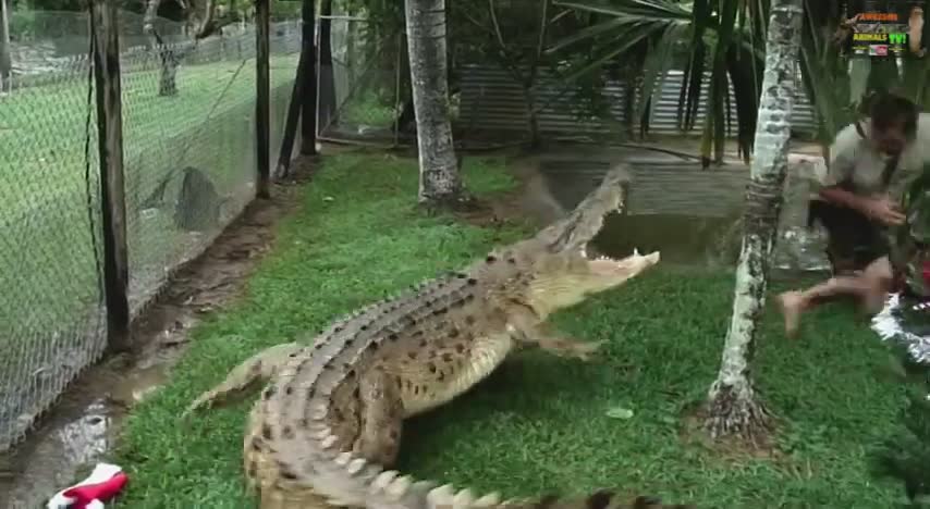 Australian wildlife handler survives multiple crocodile attacks in this ...