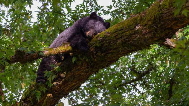 Black bear caught napping in Arizona neighborhood tree as heat and ...
