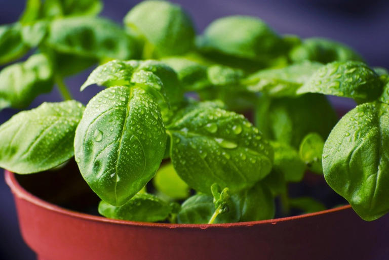 How to harvest and store fresh herbs to last all winter