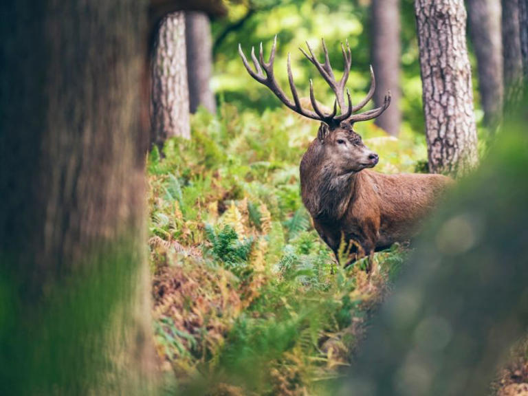 Chronic wasting disease: Forscher schlagen Alarm - Zombie-Krankheit ...