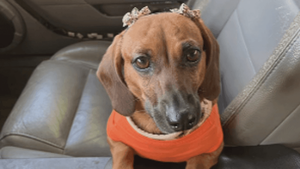 Leashed dog drags mini pup under gate in bloody attack
