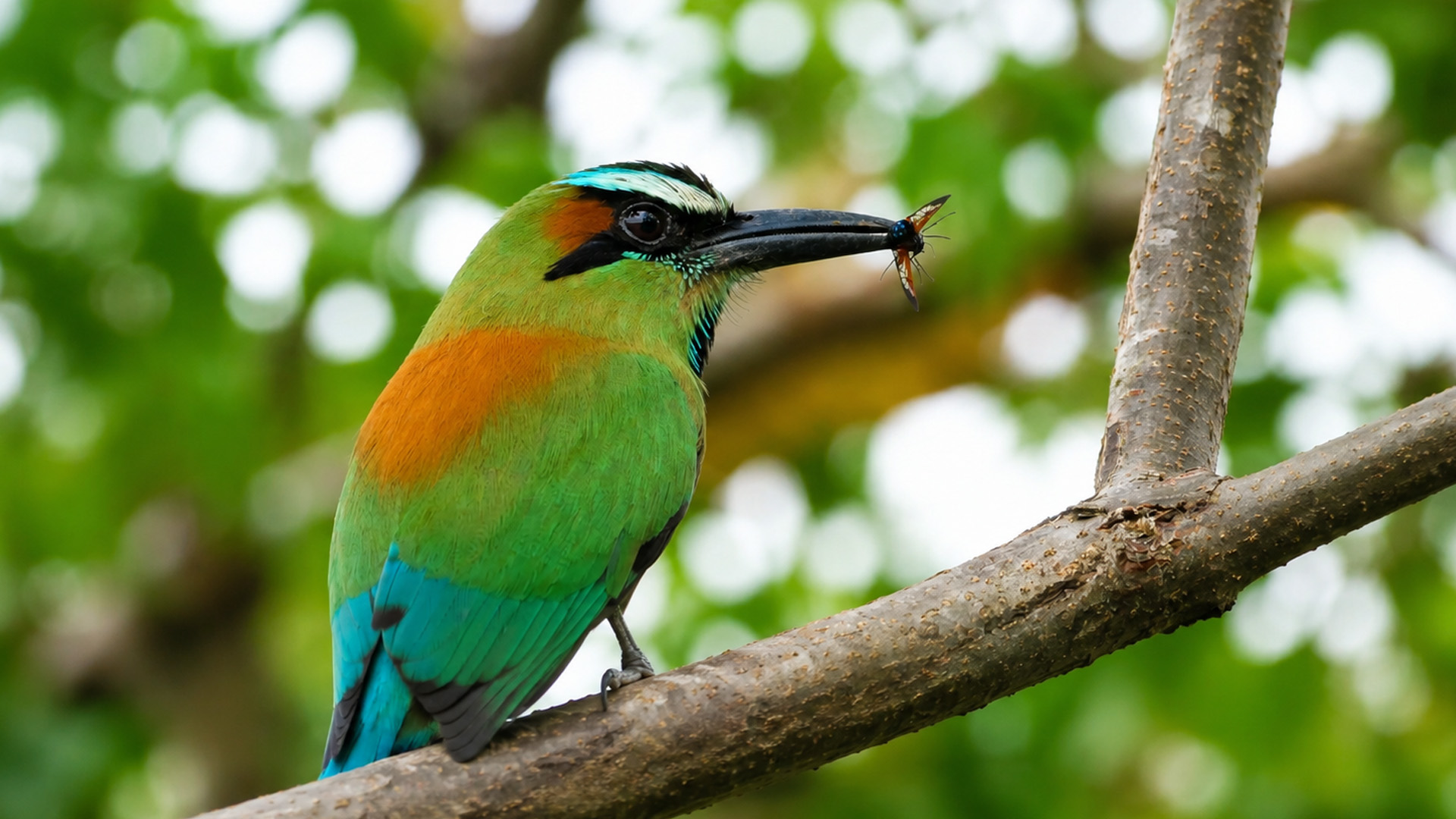Why do so many species thrive here?