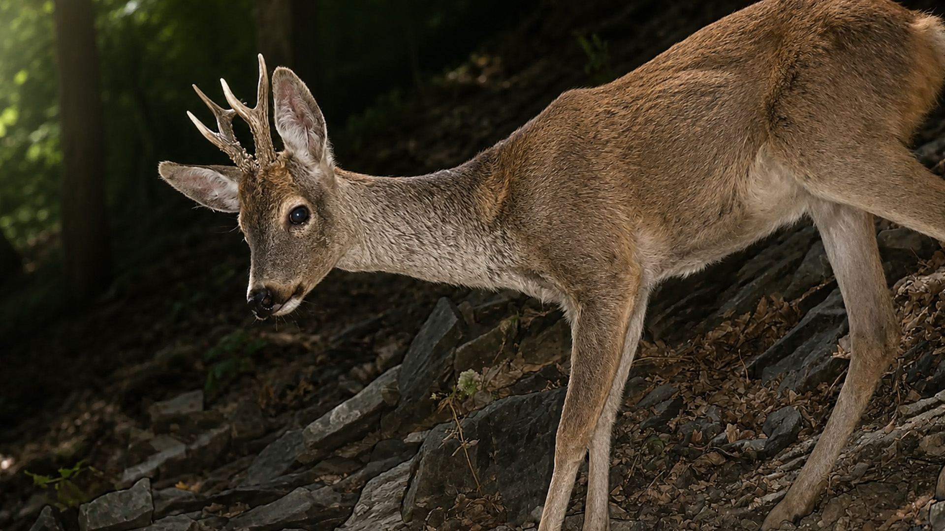 Something caught this deer’s attention - the camera captured it