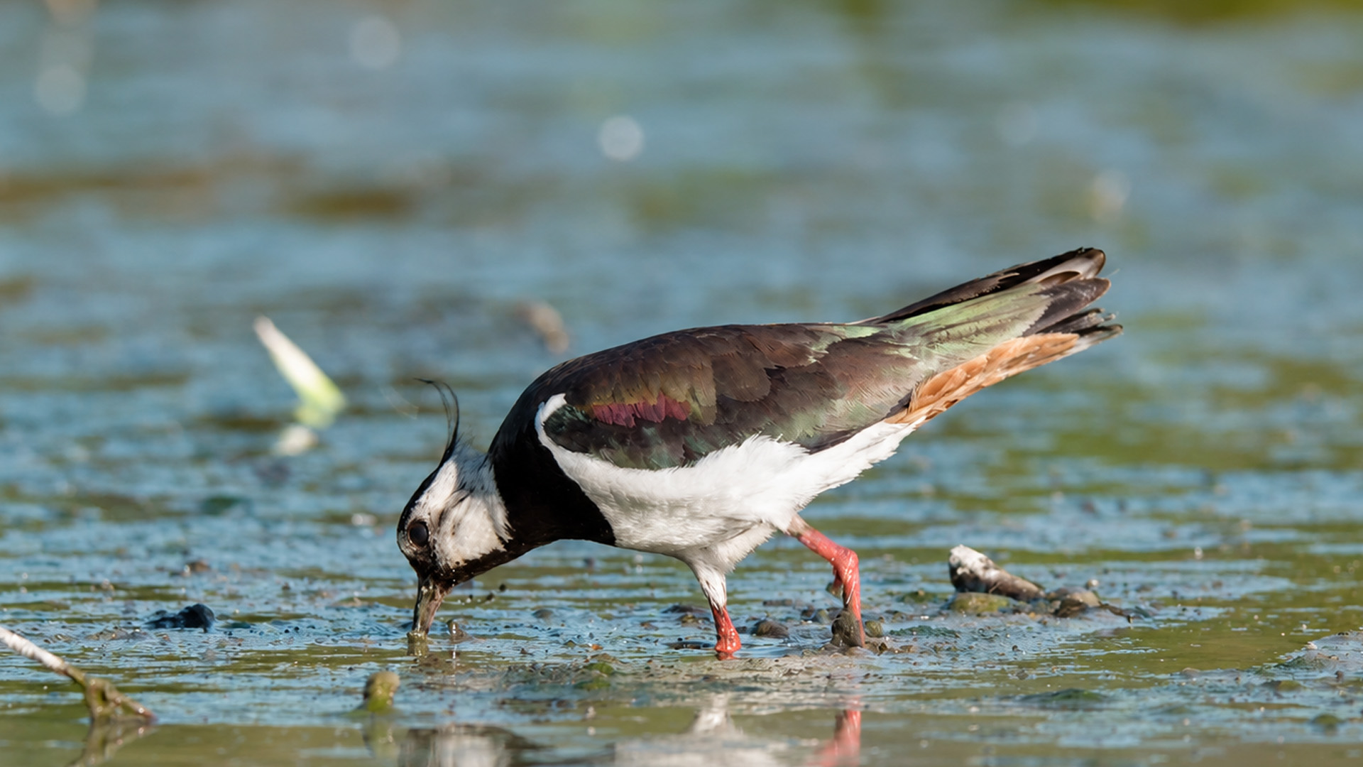 This bird was caught searching for food on camera