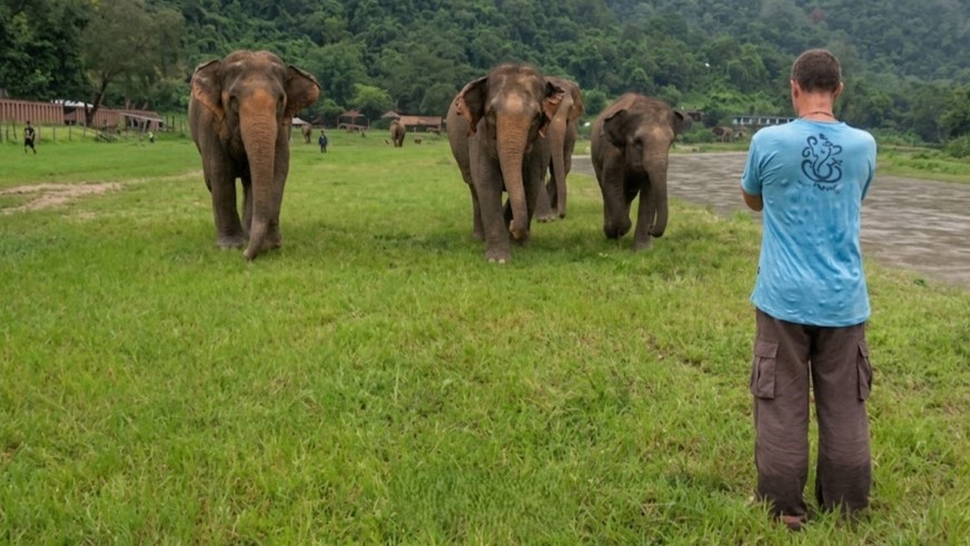 Pensava che l'elefante stesse bluffando - poi è partito all'attacco