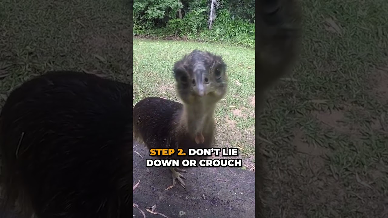 Learn how to stay safe from an angry Australian bird