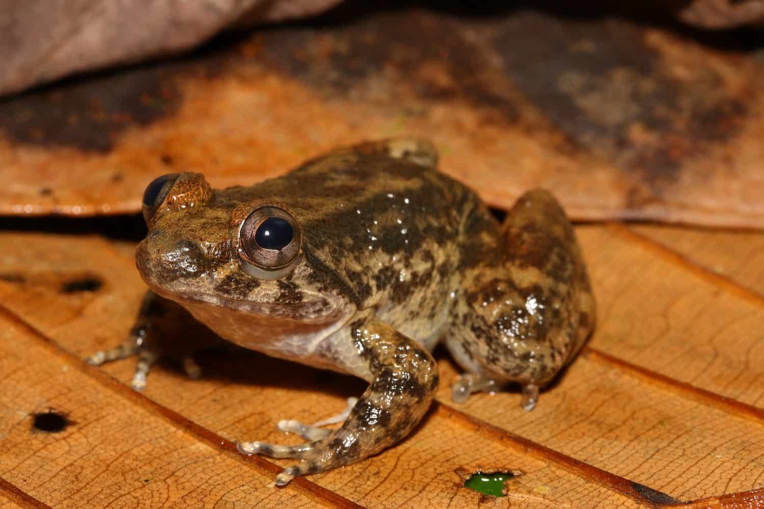 These frogs have fangs and hunt in pairs