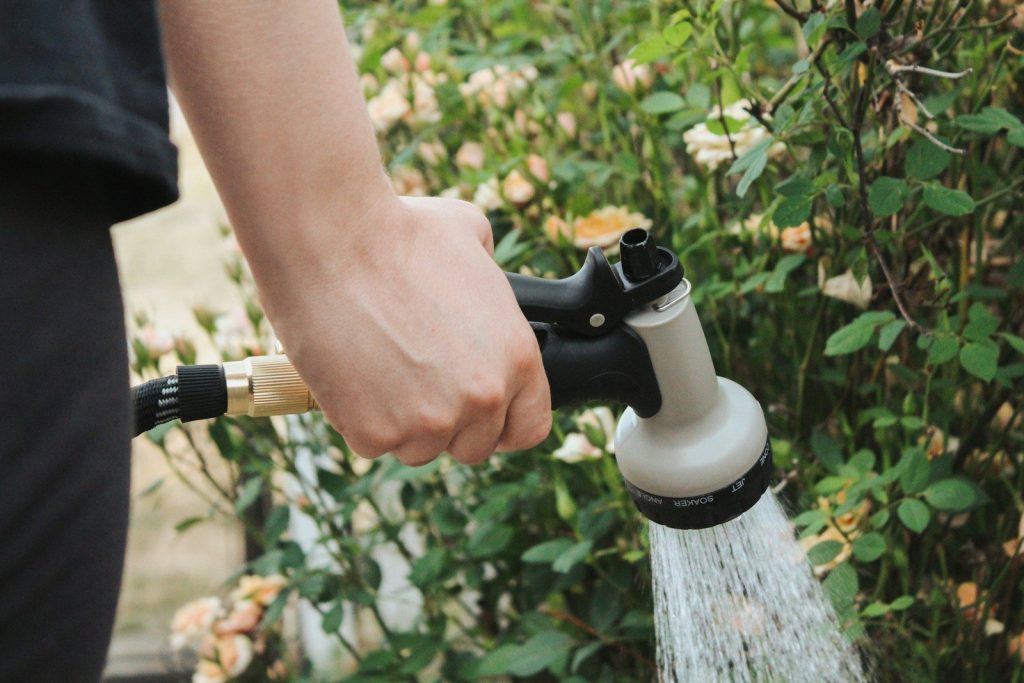 8 genius rose hacks for bigger flowers this summer