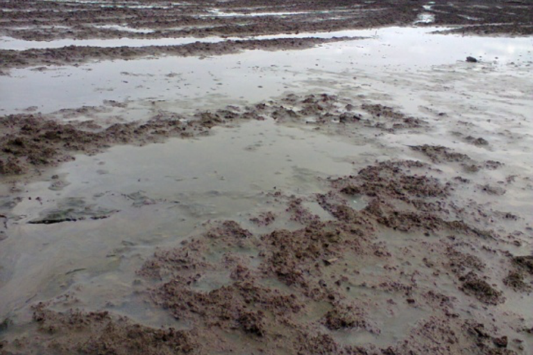 Despite oil spills in Nigeria’s mangrove forests, Shell continued ...