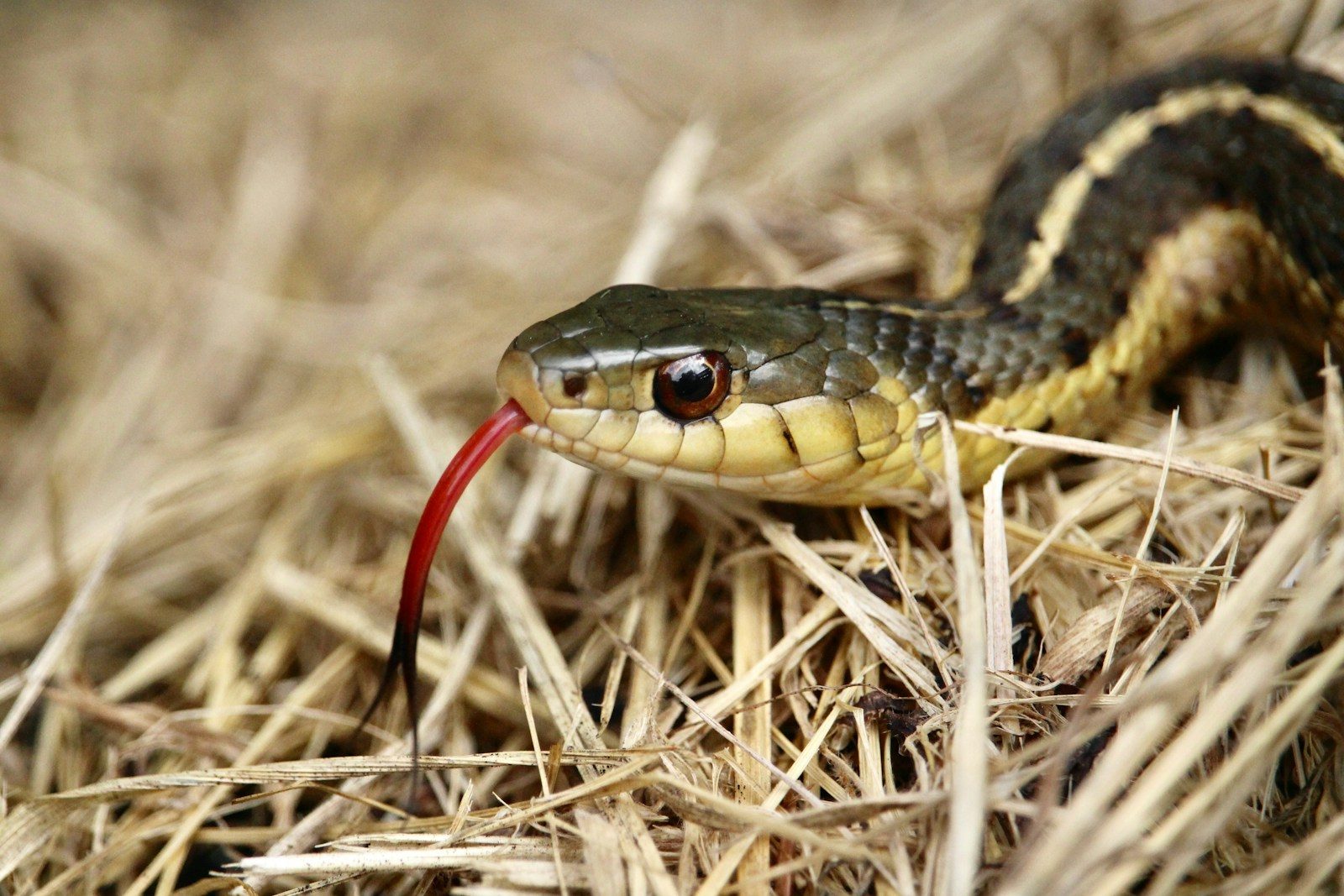 The snake that made America ask: “Should we be worried?”