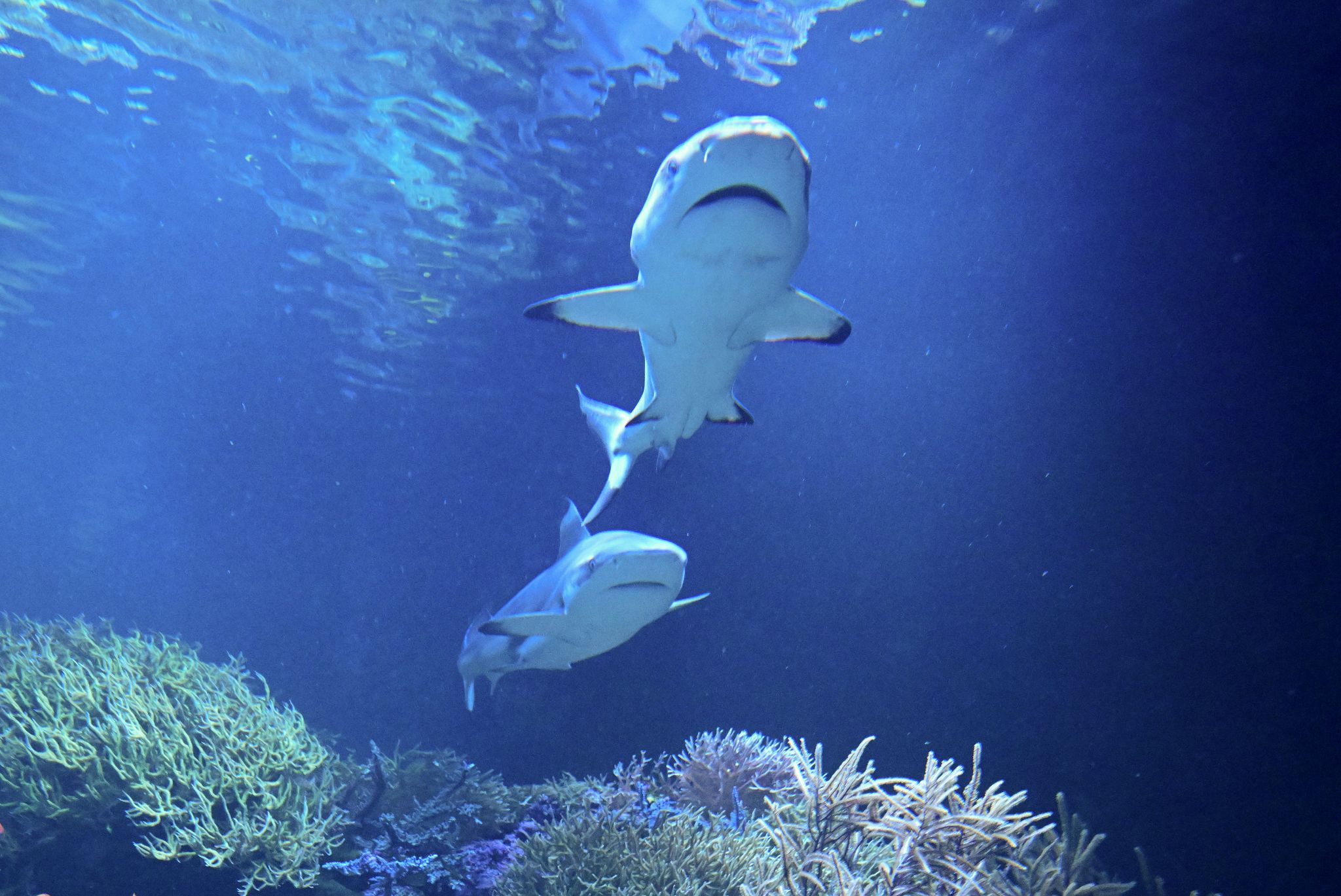 Diver dies in shark attack in south-western Australia