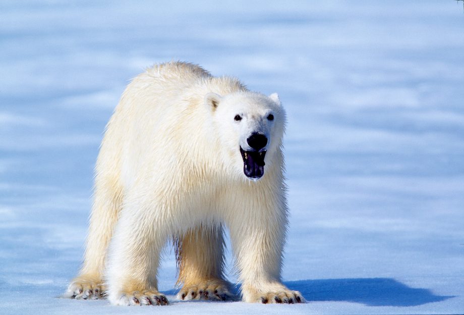 There we were, being ambushed by a probably very hungry polar bear, in ...