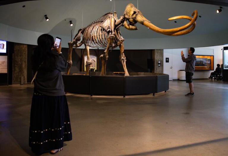 Farewell, my Smilodon: La Brea Tar Pits to close for two years