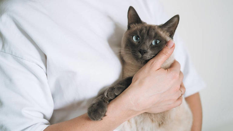 7 sensitive cat breeds that know when you need a hug