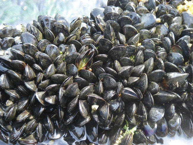 At least 112 non-native species found in Japanese waters, study shows