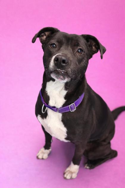 Take your pick from these dogs and cats yearning for a home