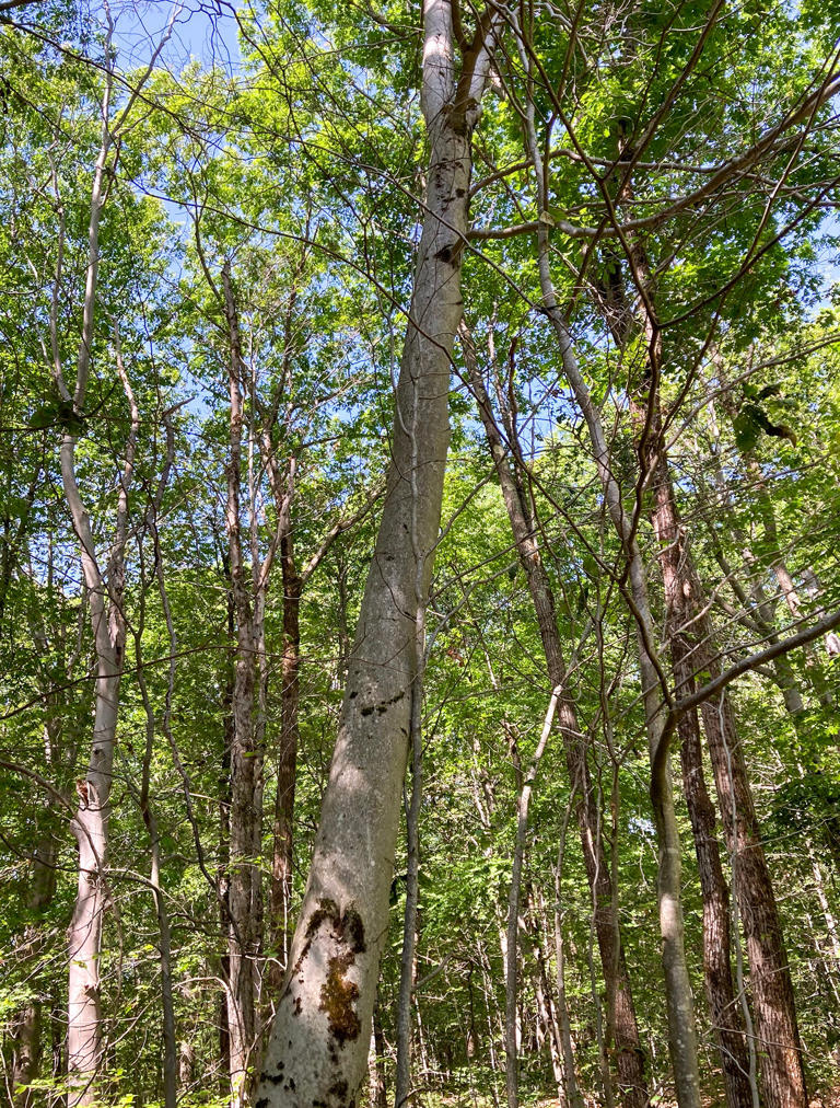 Three of a deadly kind threatening pine, beech, ash trees in MA