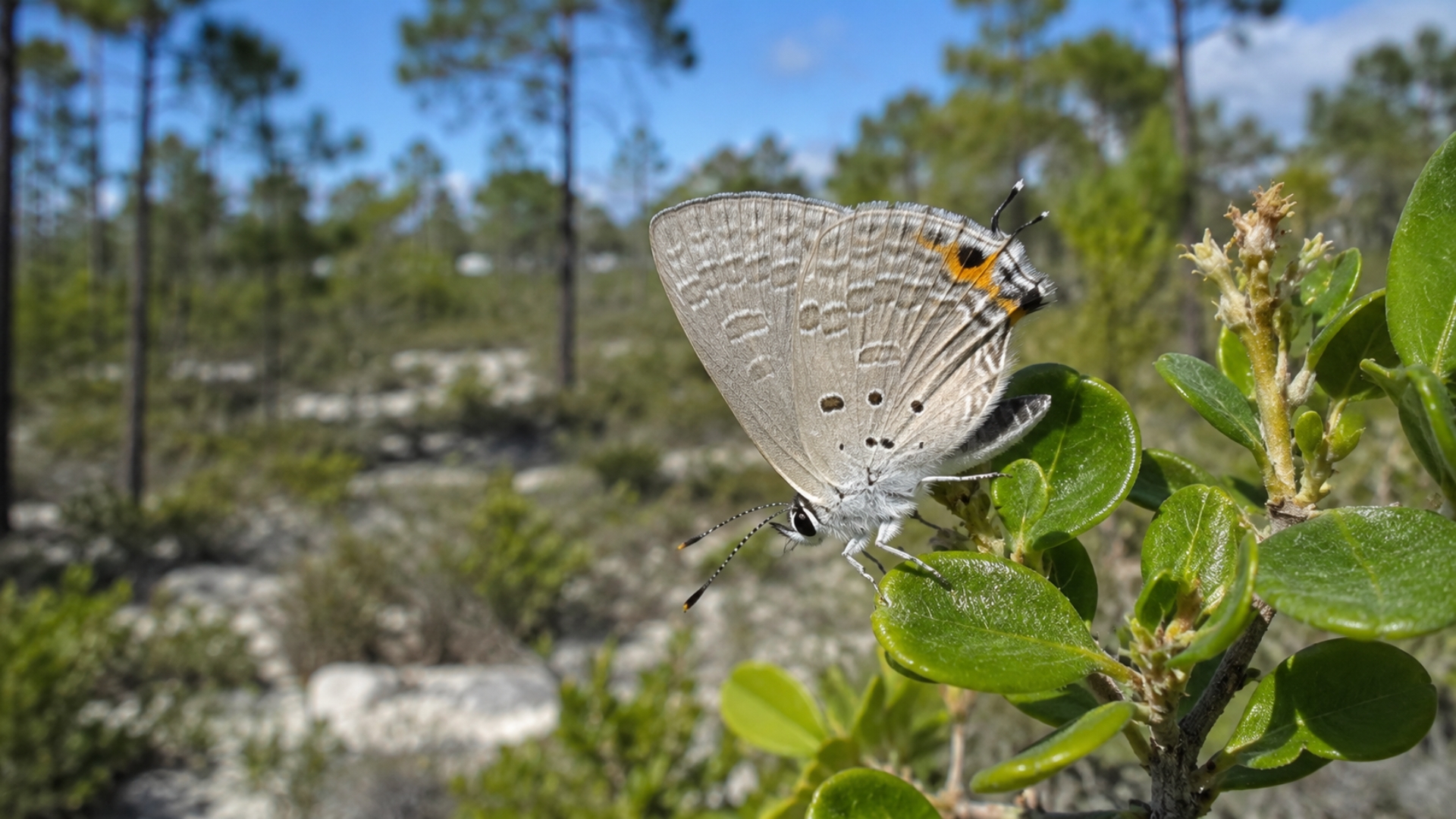 Meet the rare butterfly fighting for survival in the Florida Keys